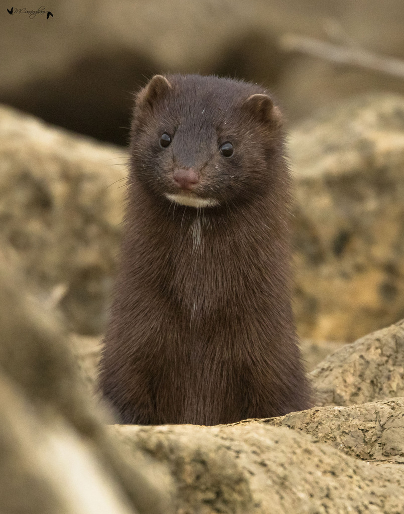 American Mink from Lyon County, KY, USA on December 03, 2022 at 08:34 ...
