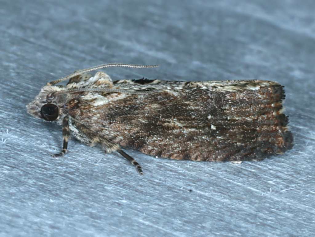 Oxysemaphora notialis from Rosedale NSW 2536, Australia on November 24 ...