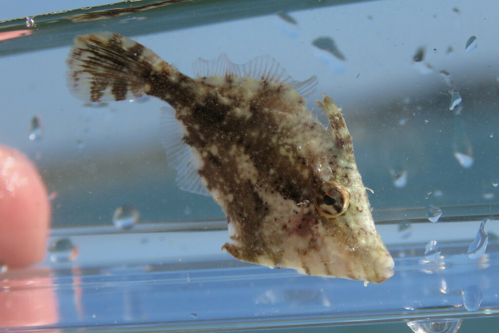 Fringed Filefish from Belleair, FL 33756, USA on December 3, 2022 at 03 ...