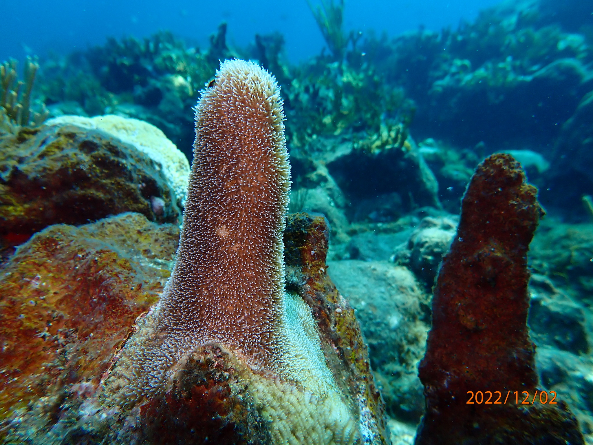 Dendrogyra cylindrus (Ehrenberg, 1834)