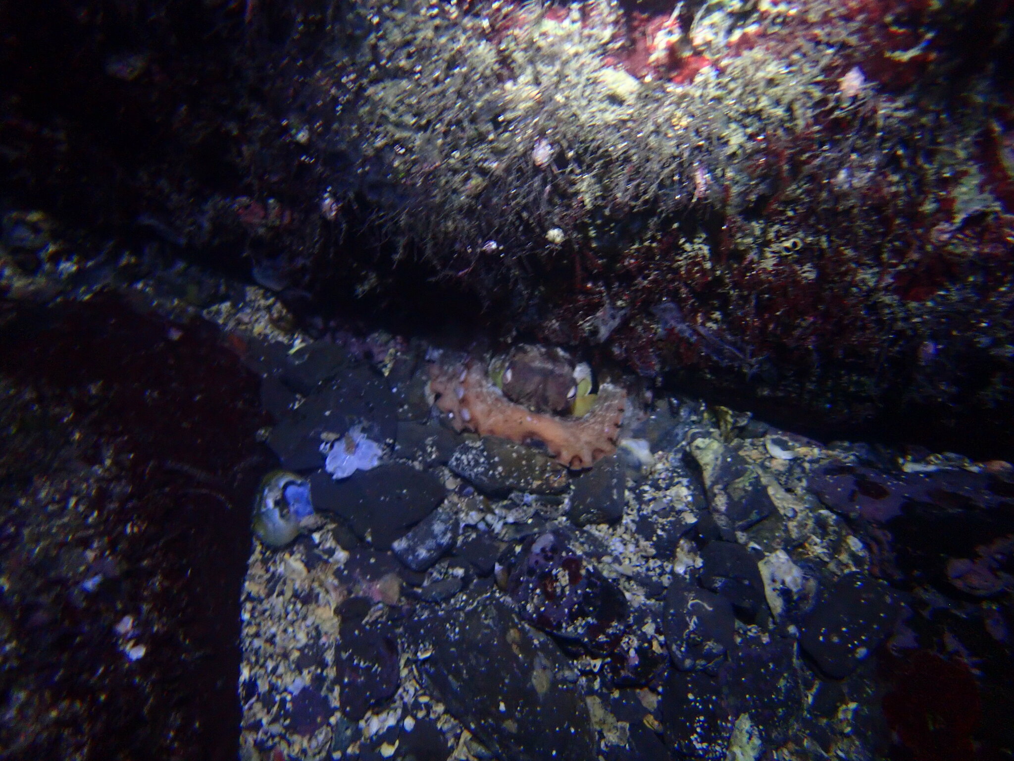 Octopus sinensis d'Orbigny, 1834