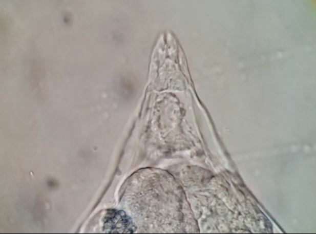 Synchaeta pectinata Ehrenberg, 1832