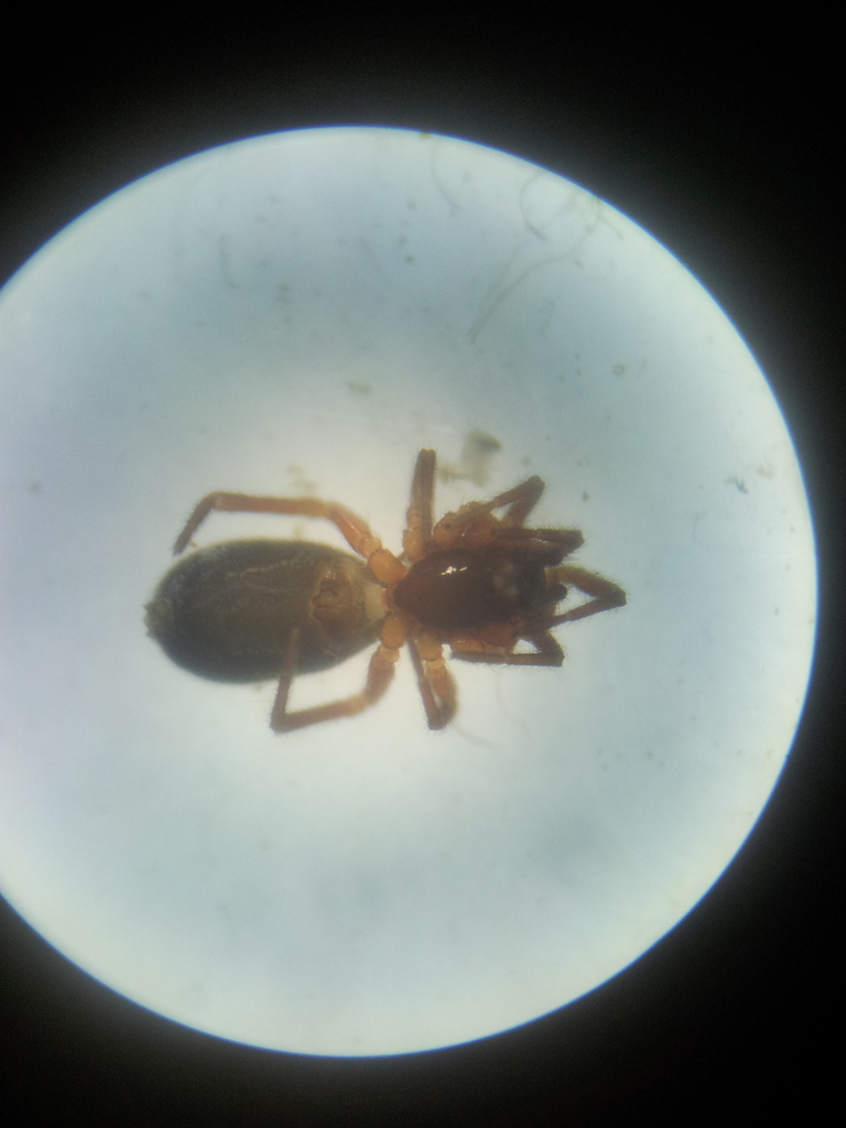 Walckenaeria clavicornis from Beinn na Caillich, Skye, UK on June 12 ...