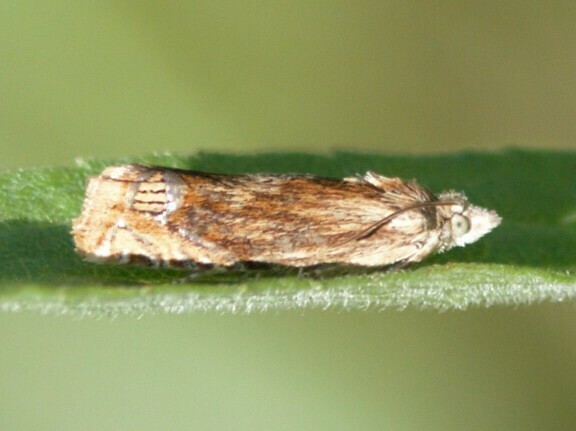 Beautiful Eucosma Moth from Delaware Water Gap, Montague, NJ, USA on ...