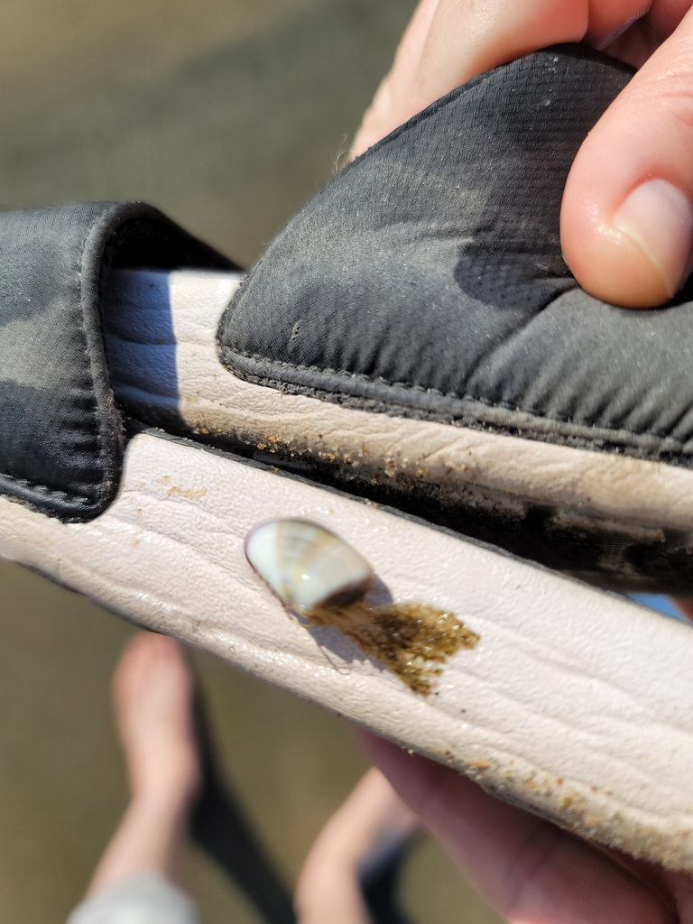 Bean Clam Hydroid from Sunset Beach, Huntington Beach, CA 92649, USA on ...