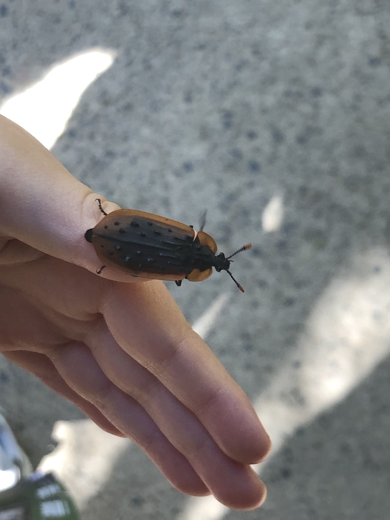 Carrion Beetle from Healesville Sanctuary, Badger Creek, VIC, AU on ...