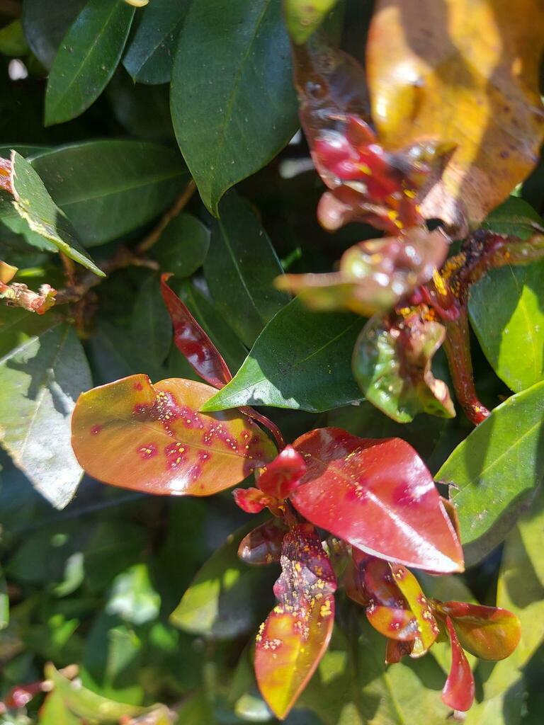 Myrtle Rust from Verbena Road on December 04, 2022 by psb185 · iNaturalist