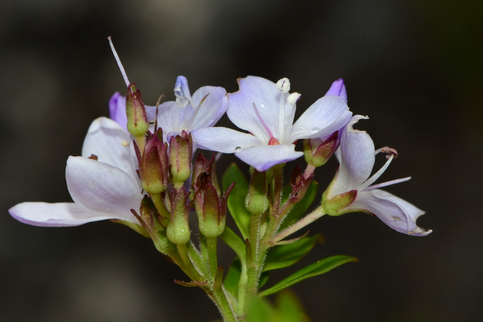 Veronica formosa R.Br.