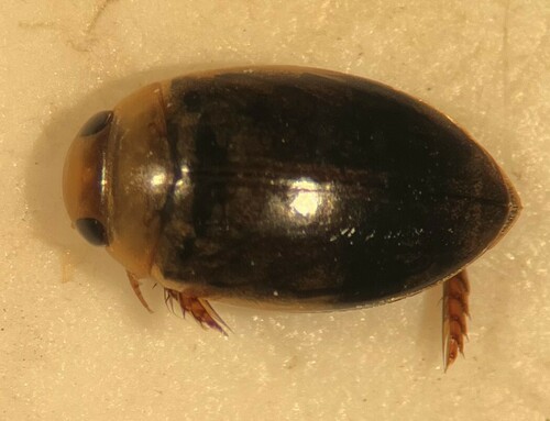 Laccophilus mexicanus · iNaturalist United Kingdom