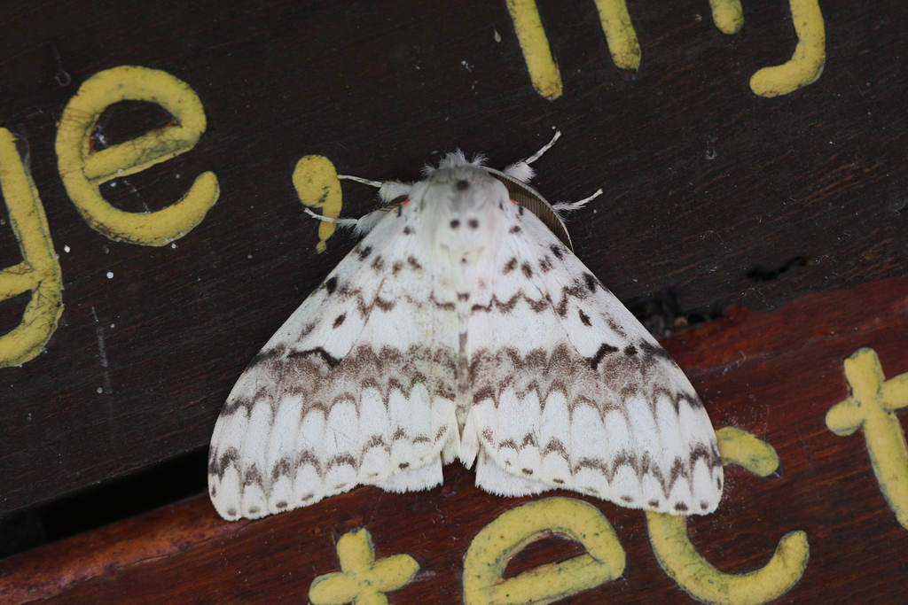 Lymantria brotea brotea from Poring Hot Spring, Sabah, Malaysia on ...