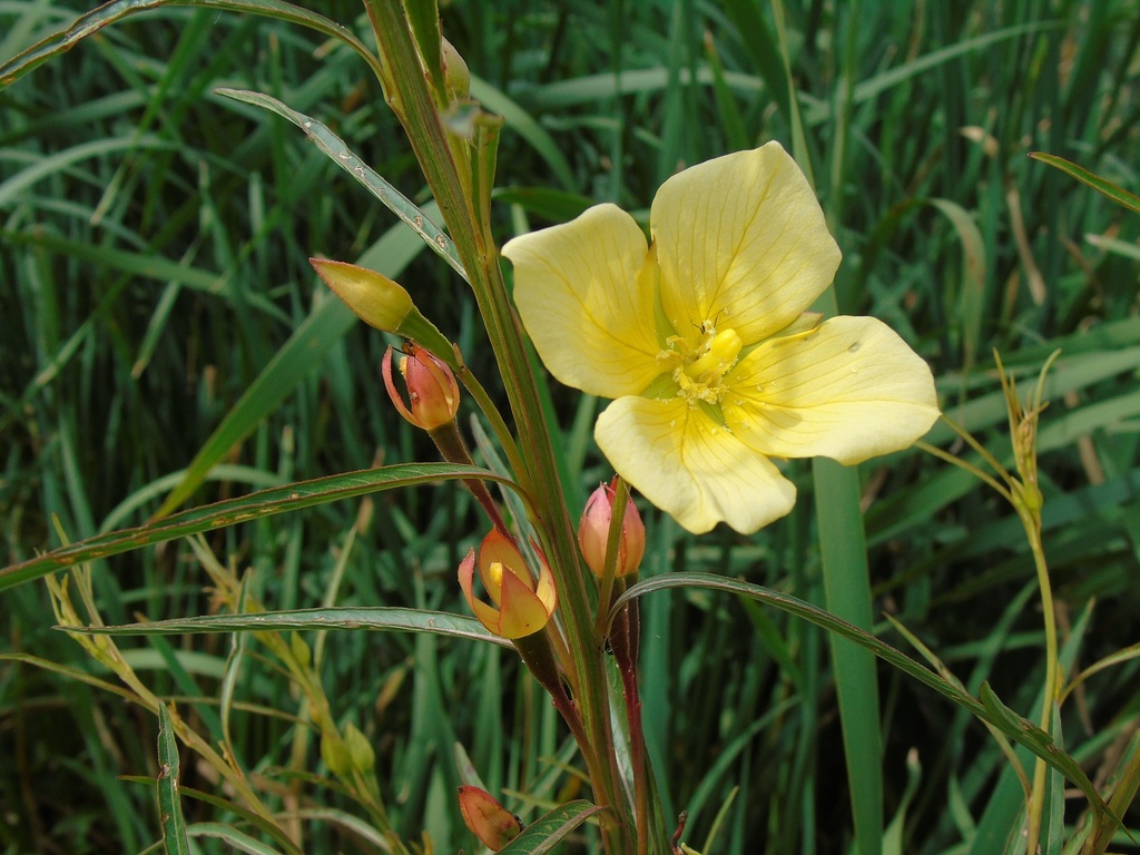 Longleaf Primrose-willow from Pelotas on November 11, 2022 by Daniel ...