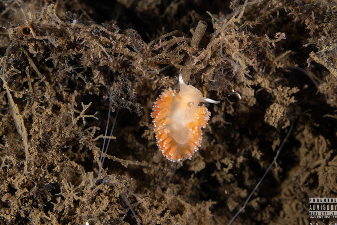 Coryphella borealis Odhner, 1922