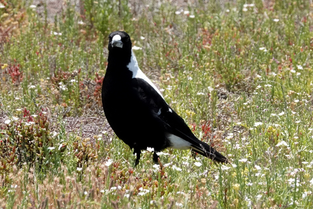 Australian Magpie from Lakes Nature Trail, Coorong SA 5264, Australia ...