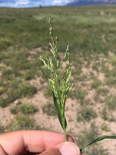 Mexican panicgrass (Neotropical grasses) · iNaturalist