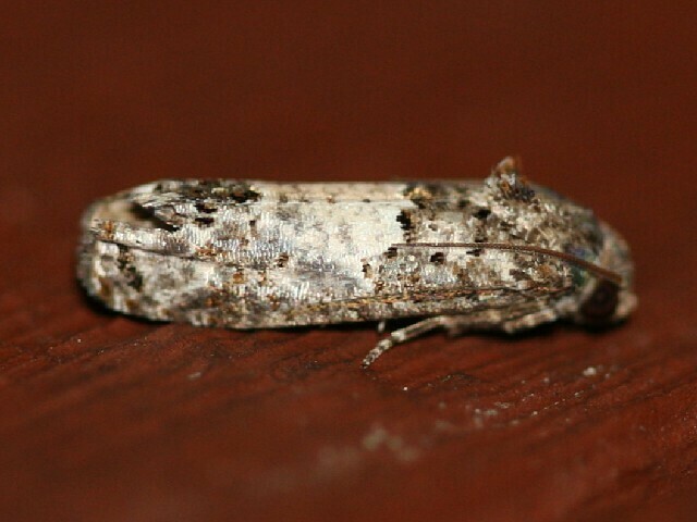 Gray-blotched Epiblema Moth from Bill Paterson Nature Center ...