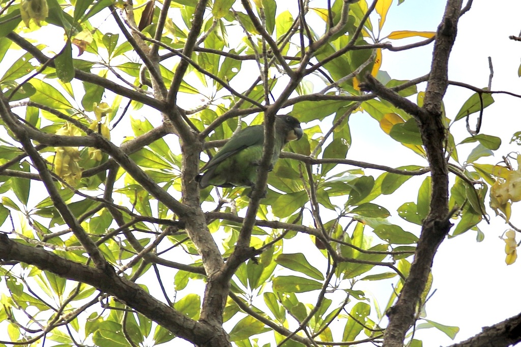 Brown-headed Parrot from Micheweni, Tanzania on November 3, 2022 by ...