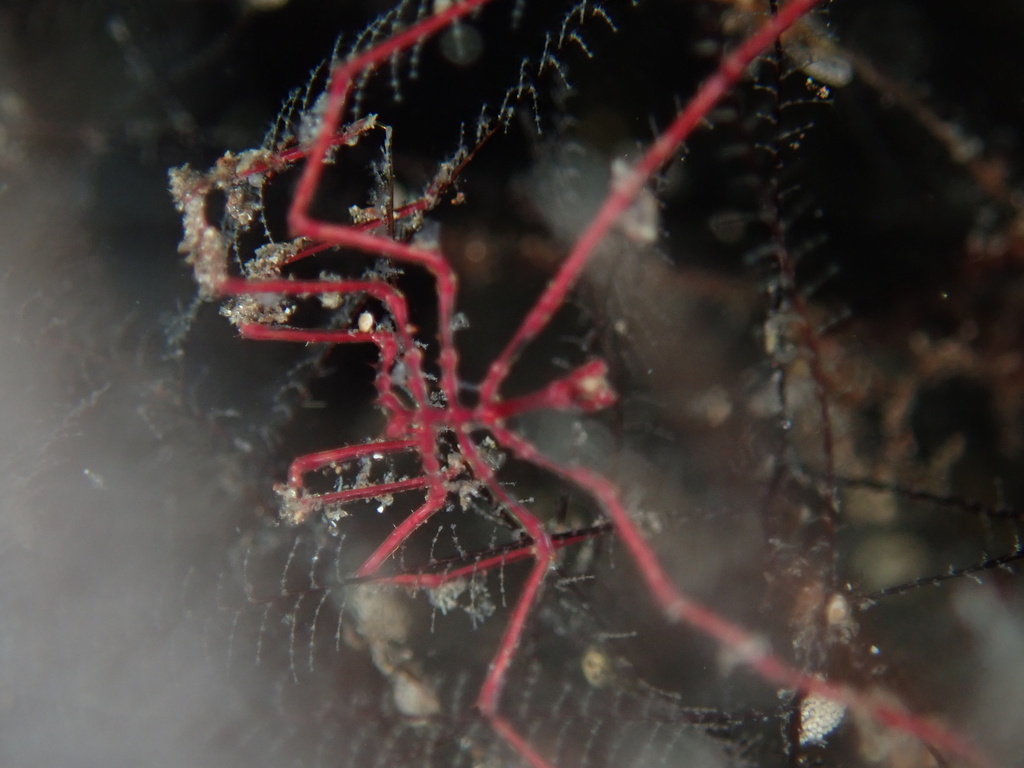 Callipallenidae from Laut Bali, 峇里島, ID on November 30, 2022 at 06:04 ...