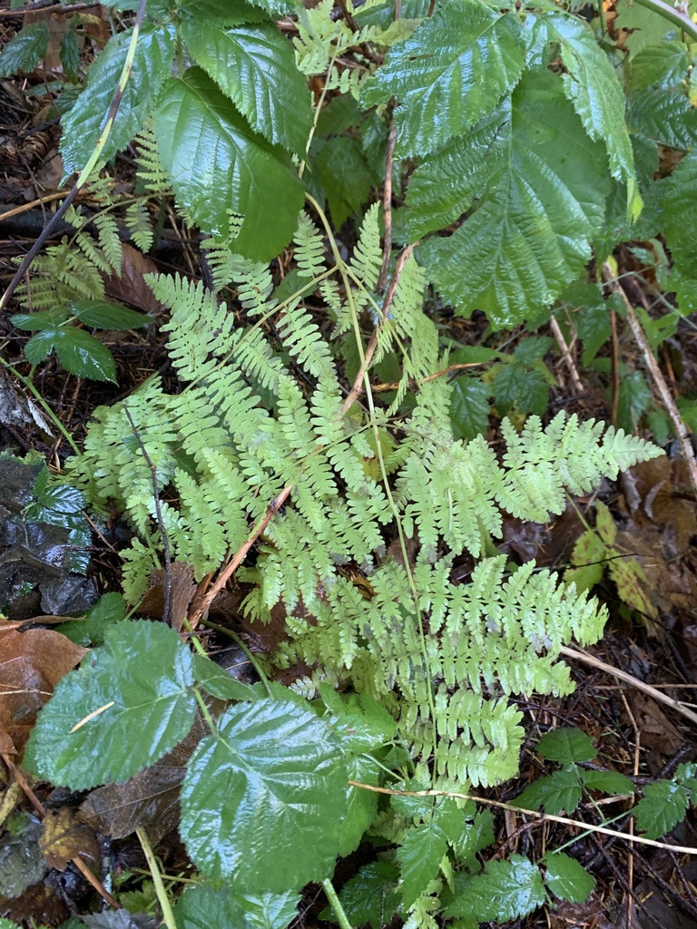 common bracken from Animal Acres Park, Lake Forest Park, WA, US on ...