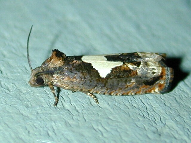 Bidens Borer Moth from Hubbard Pines, Litchfield, CT, USA on June 17 ...