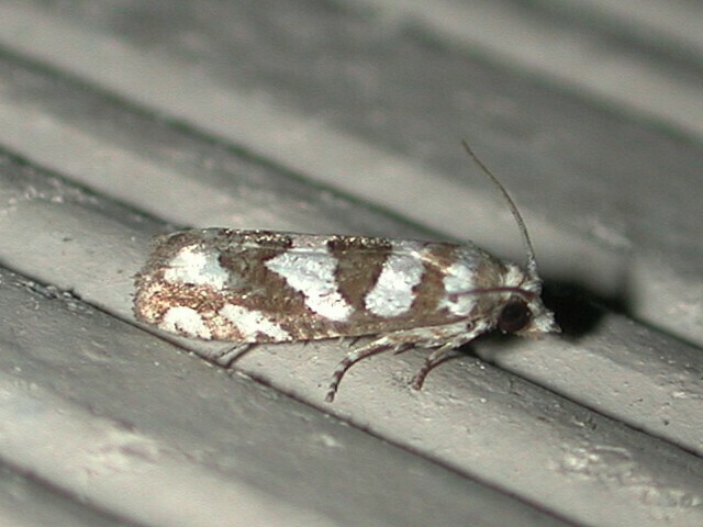 Robinson's Pelochrista Moth from Floyd Bennet Field, Brooklyn, NY, USA ...
