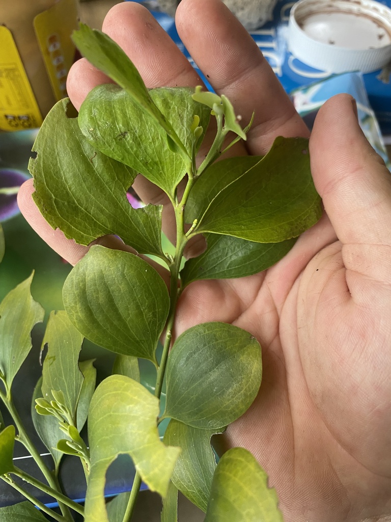 Broad Leaved Native Cherry from The Great Barrier Reef Marine Park ...