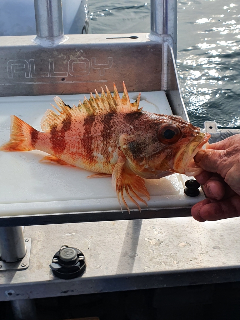 Sea Perch from Canterbury, New Zealand on December 04, 2022 at 08:43 AM ...