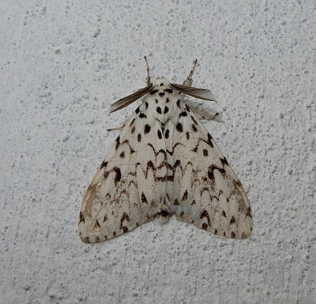 Lymantria todara from Udumbanchola, Idukki, KL, IN on November 26, 2022 ...