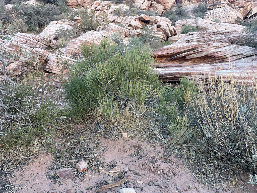 vascular plants from 1000 Scenic Loop Dr, Las Vegas, NV 89161, USA on ...