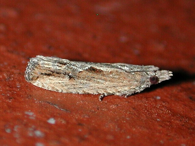 Bayberry Leaftier Moth from Floyd Bennet Field, Brooklyn, NY, USA on ...