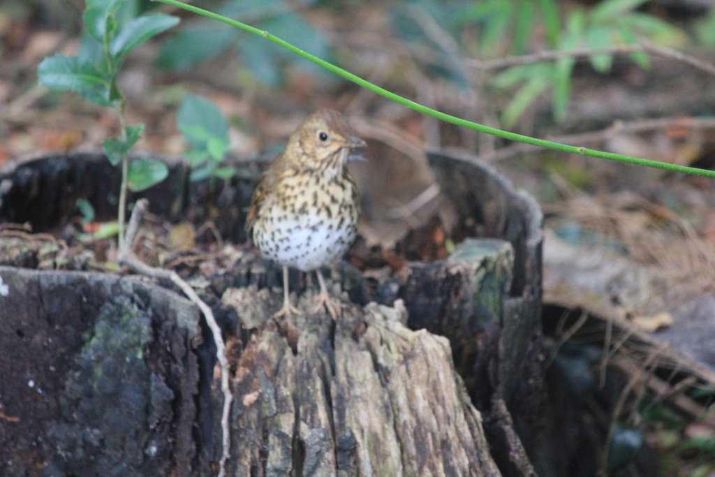 Song Thrush from Lord Howe Island NSW 2898, Australia on December 4 ...