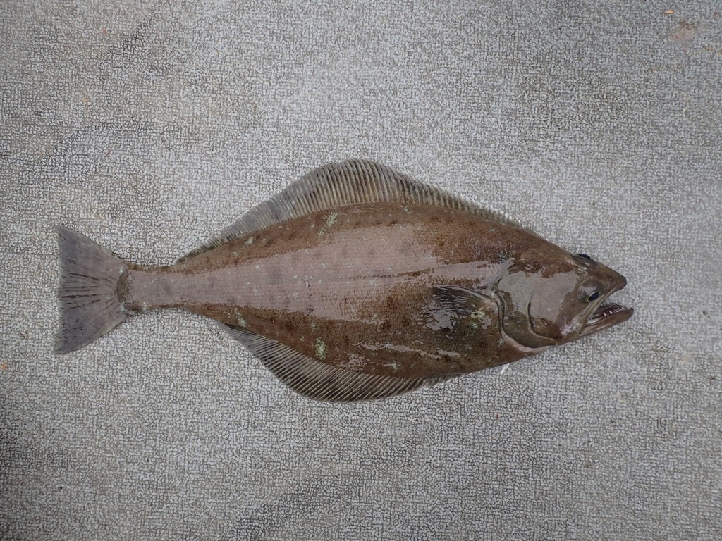 Arrowtooth Flounder from Hoonah-Angoon Census Area, AK, USA on July 21 ...
