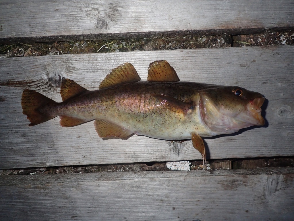Greenland Cod in June 2016 by Michael Verdirame · iNaturalist