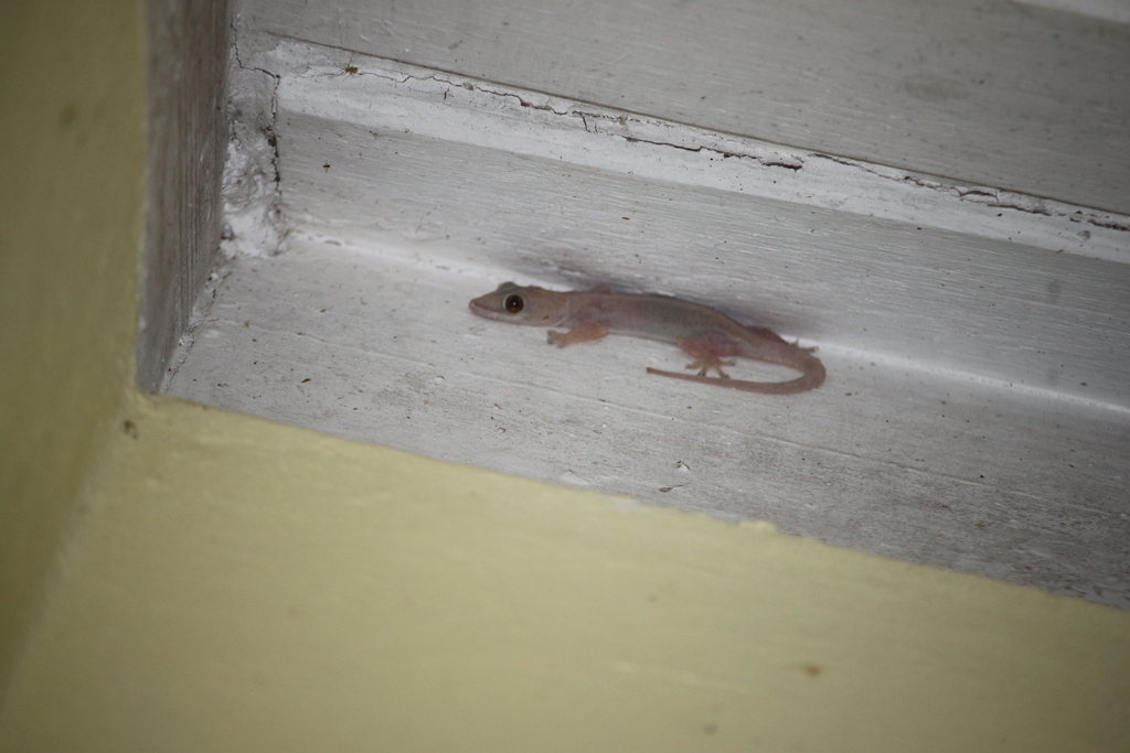 Tropical House Gecko from Black Rock, Trinidad and Tobago on December 3 ...