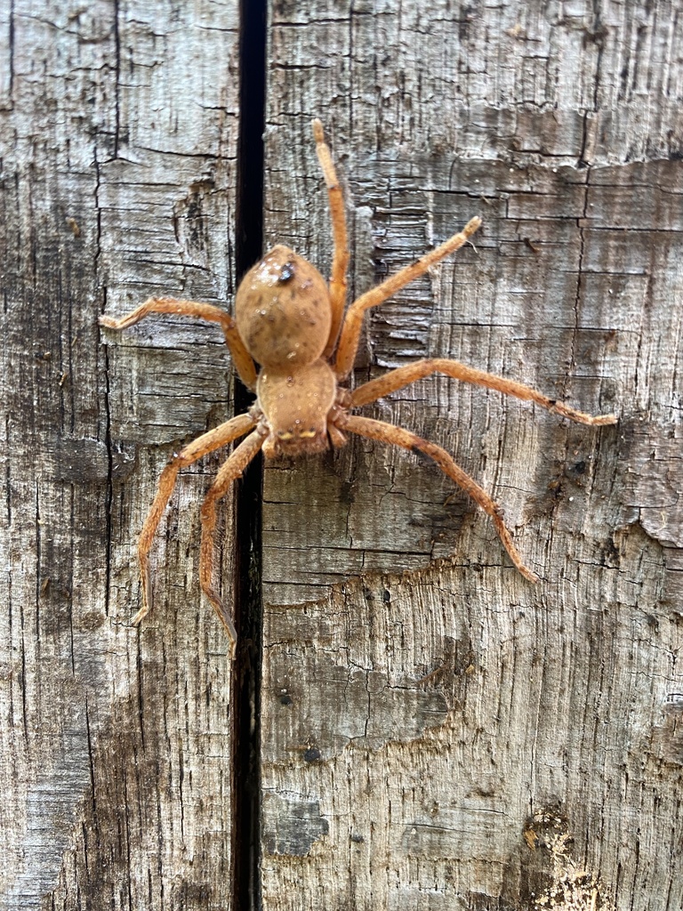 Badge Huntsman Spider from Balnarring Beach Rd, Balnarring Beach, VIC ...
