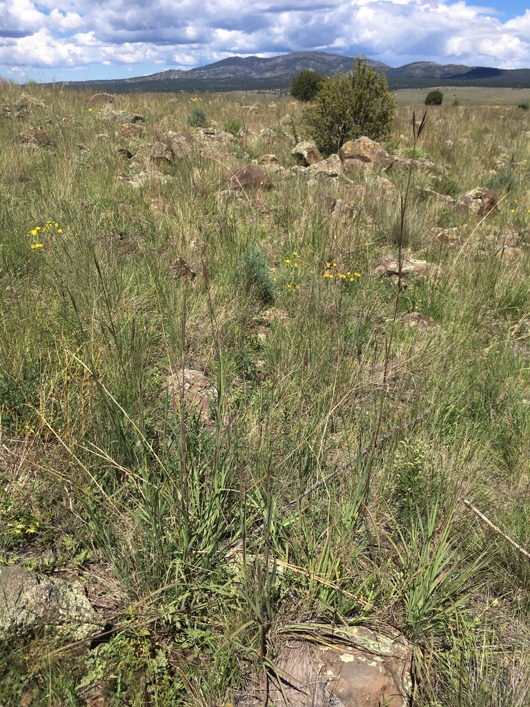 big bluestem from Catron County, US-NM, US on September 8, 2018 at 01: ...