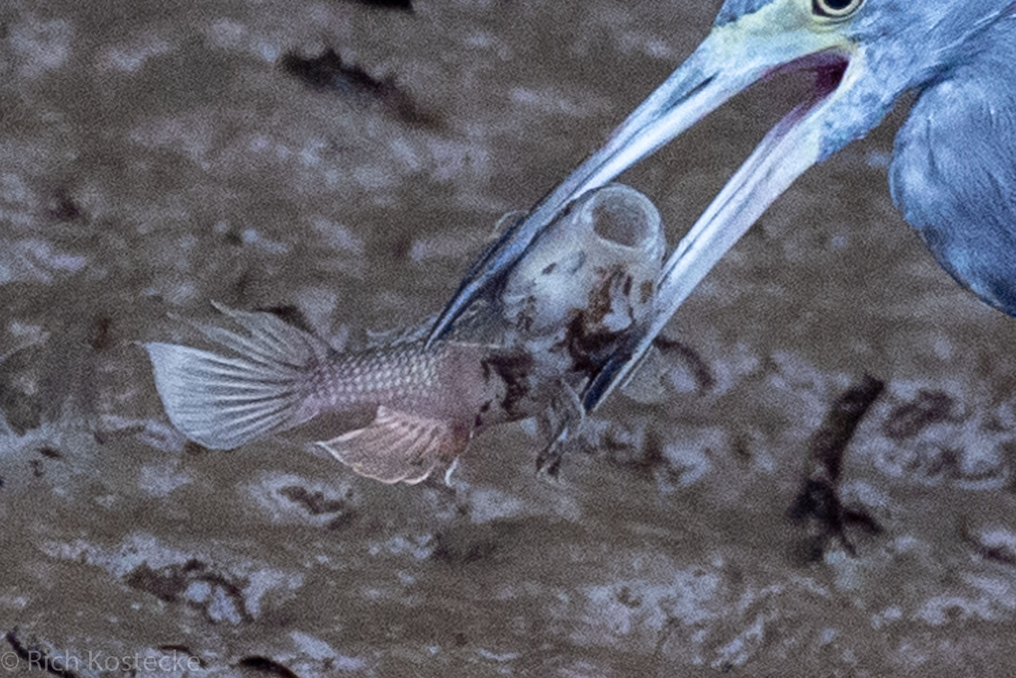 Dormitator latifrons (Richardson, 1844)