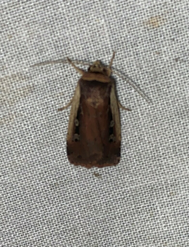 Flame-shouldered Dart from Along Ijams Branch, off of Co. Rd. 275 ...