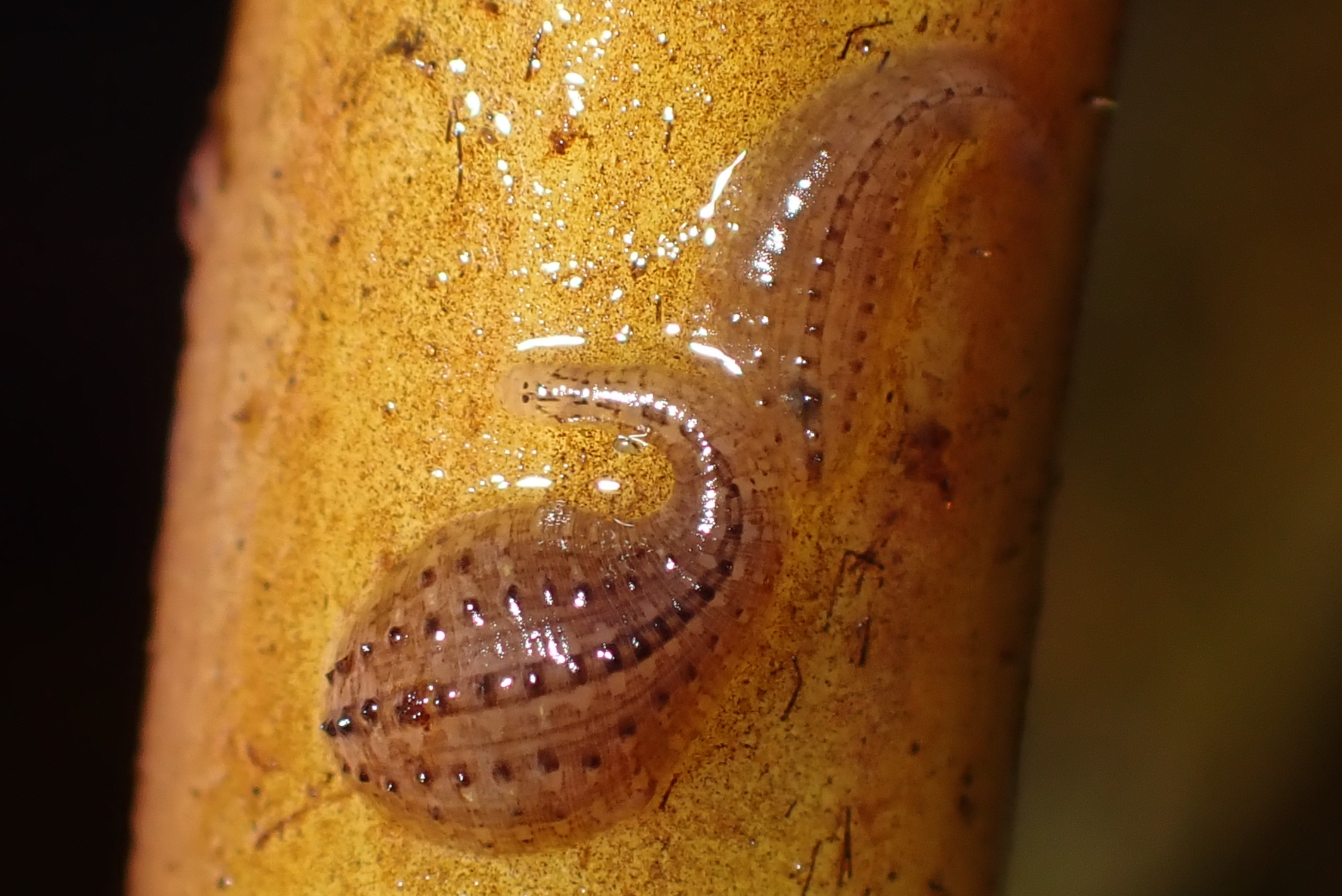 Helobdella europaea Kutschera, 1987