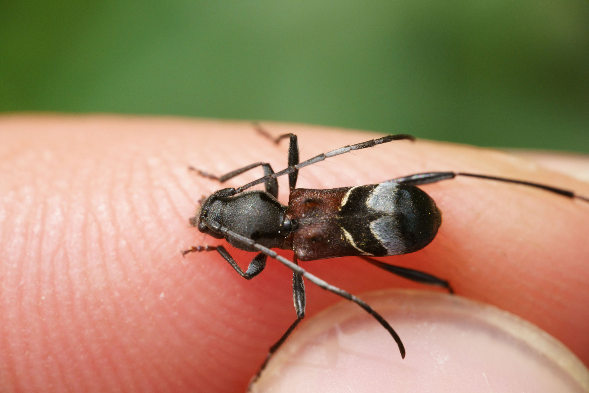 Yoshiakioclytus Niisato, 2007