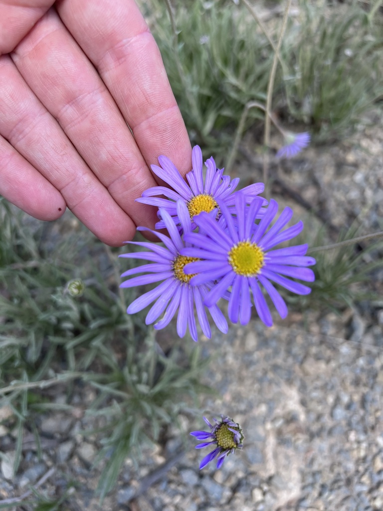 Rough Burr-daisy from Alpine National Park, Nariel Valley, VIC, AU on ...