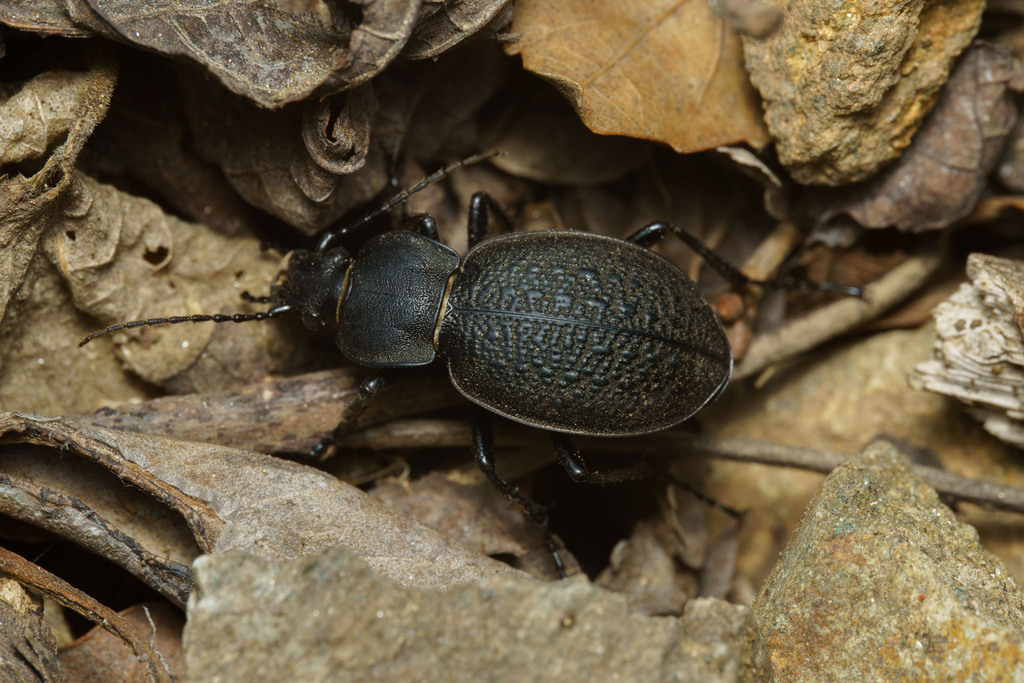 Carabus sculptipennis from 中国河南省郑州市登封市 on April 04, 2022 at 10:05 PM by ...