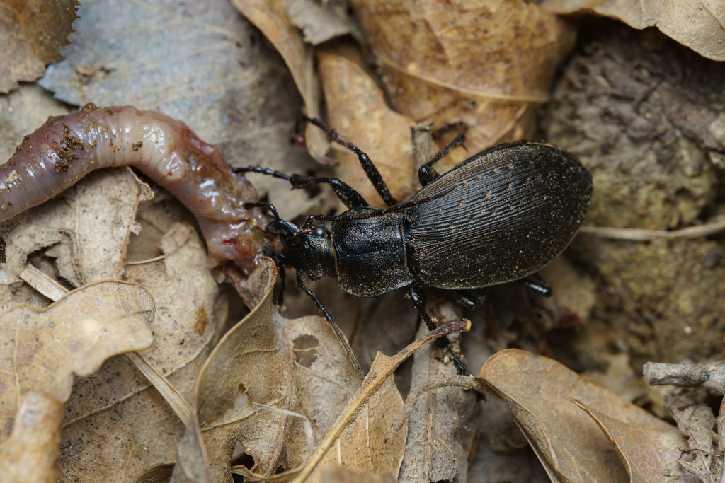 Morphocarabus from 中国河南省郑州市登封市 on April 04, 2022 at 10:32 PM by qwpool ...