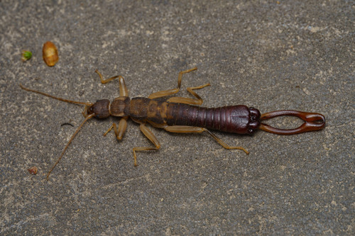 Challia fletcheri · iNaturalist