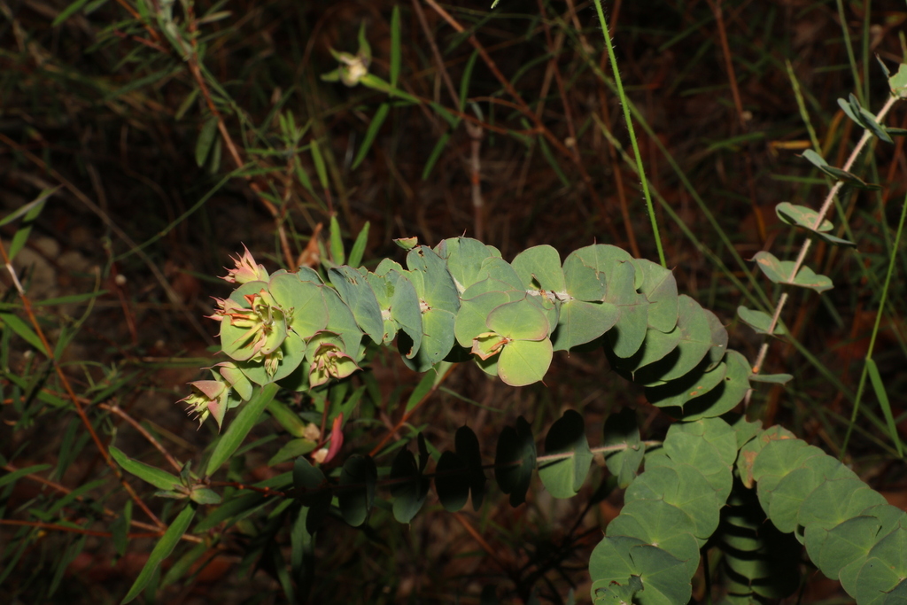 spiny bush-pea from Lockyer, Gatton, Queensland, Australia on December ...