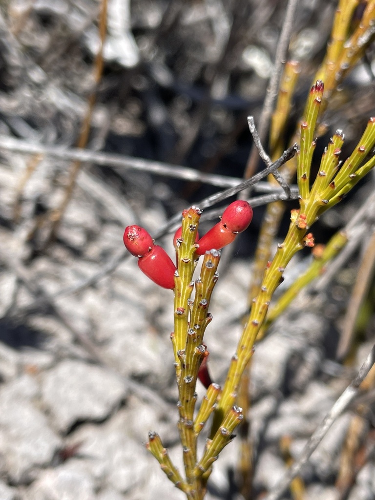 (Exocarpos humifusus) - Botanical Realm