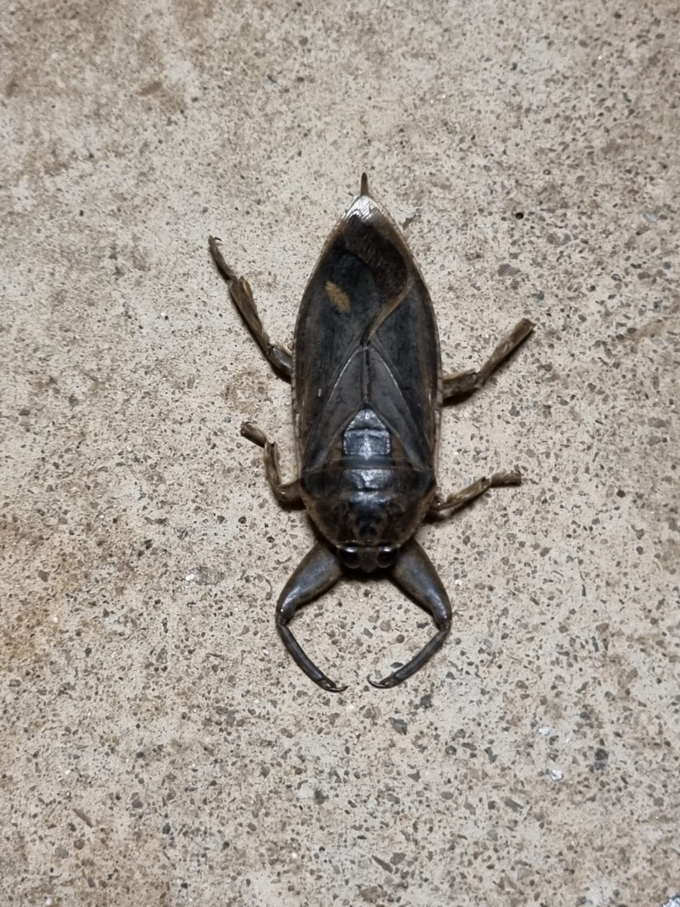 Australian-Asian Giant Water Bug from Roystonea Ave, Palmerston, NT, AU ...