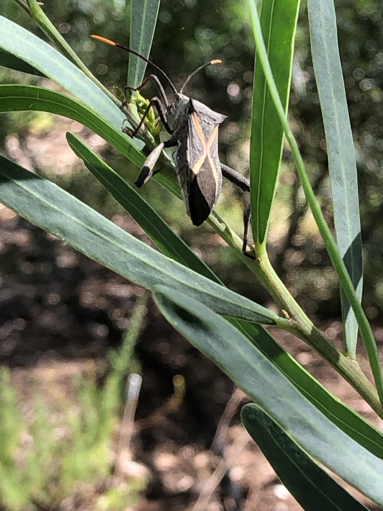 Crusader Bug from Victoria Tce, Walkerville, SA, AU on December 04 ...
