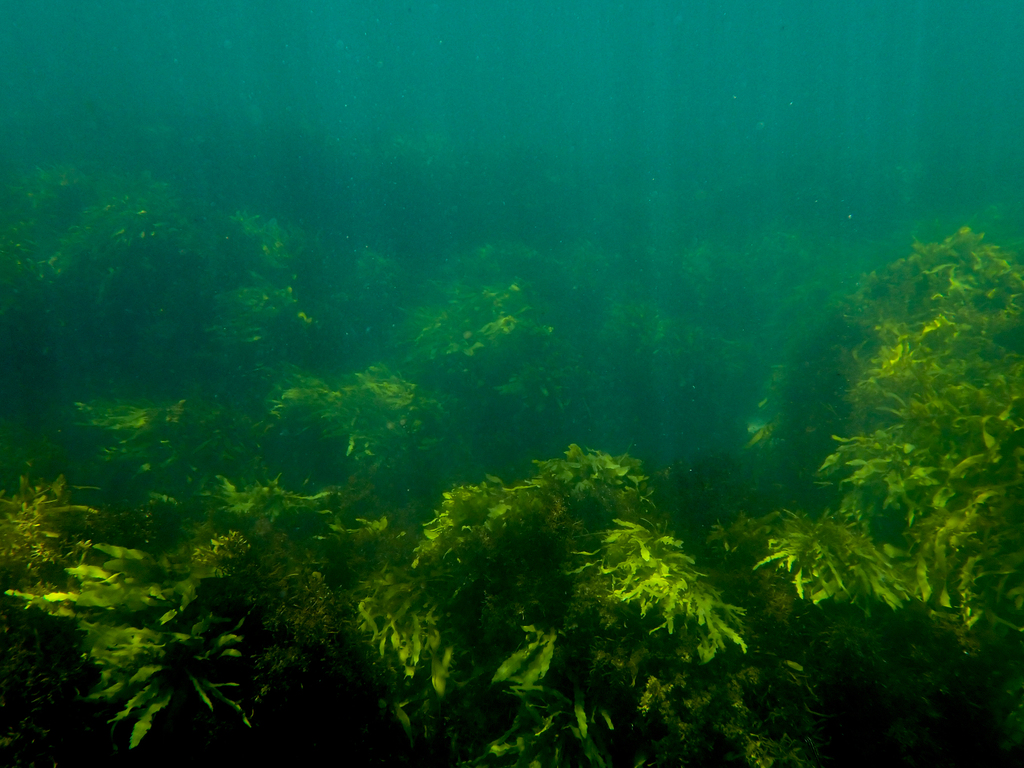 Sargassum from Toowoon Bay NSW, Australia on December 4, 2022 at 12:04 ...