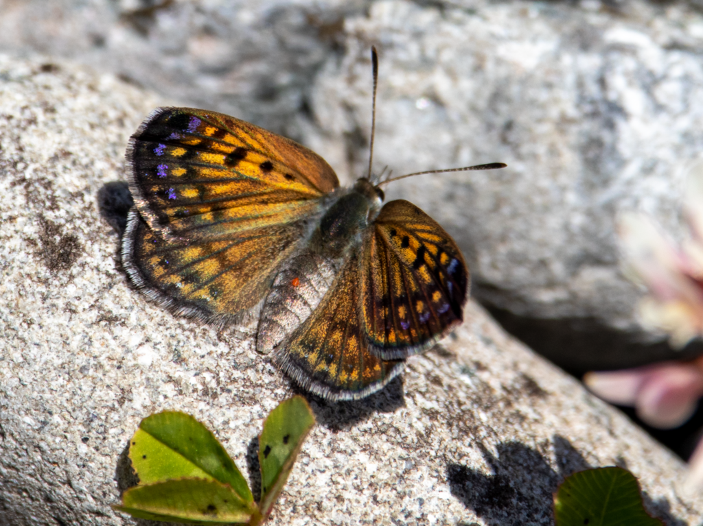 Canterbury Alpine Boulder Copper from Selwyn District, Canterbury, New ...