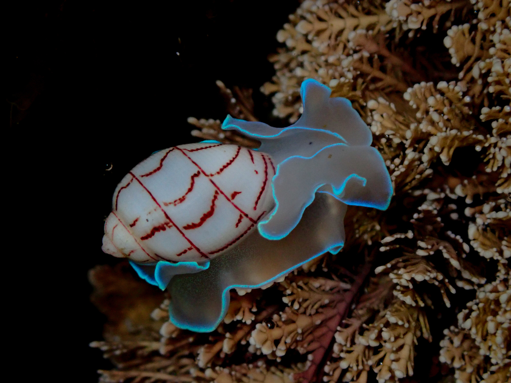 Red Lined Bubble Snail From Toowoon Bay Nsw Australia On December 04